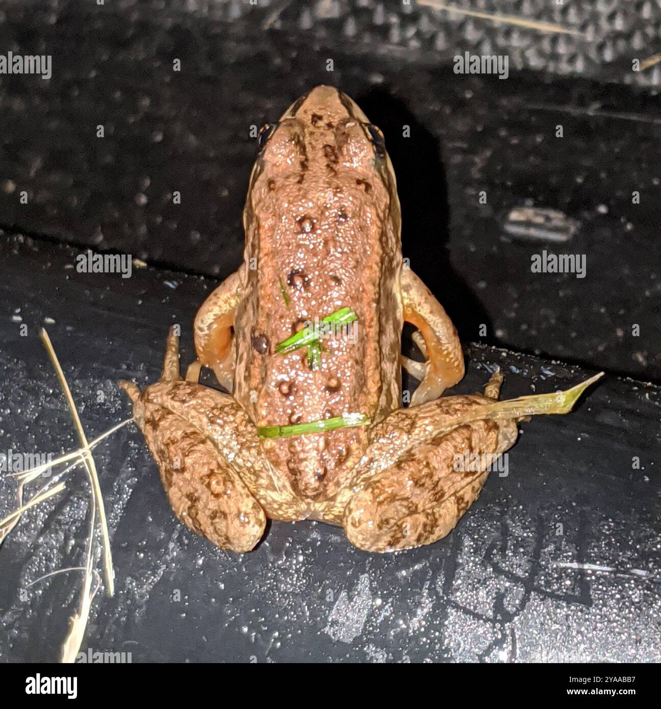 Columbia Spotted Frog (Rana luteiventris) Amphibia Stock Photo - Alamy
