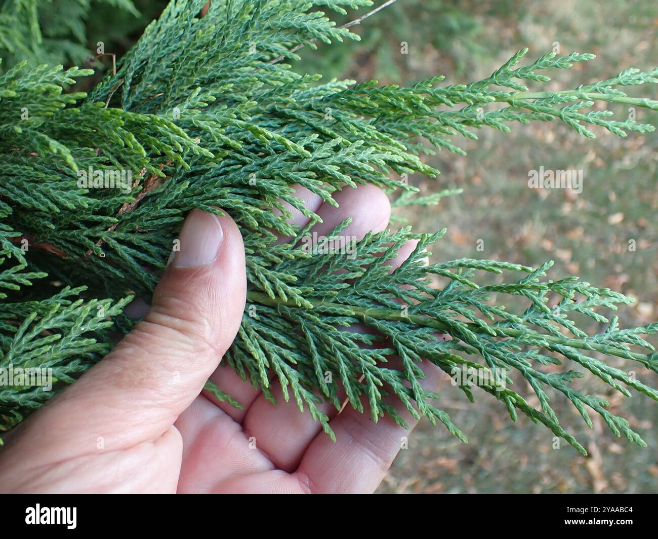 Leyland cypress (× Hesperotropsis leylandii) Plantae Stock Photo - Alamy