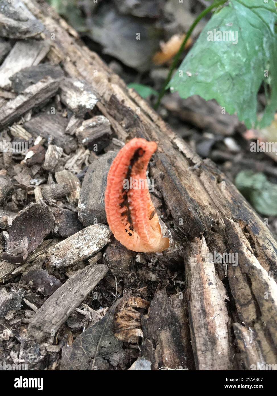 stinky squid (Pseudocolus fusiformis) Fungi Stock Photo - Alamy