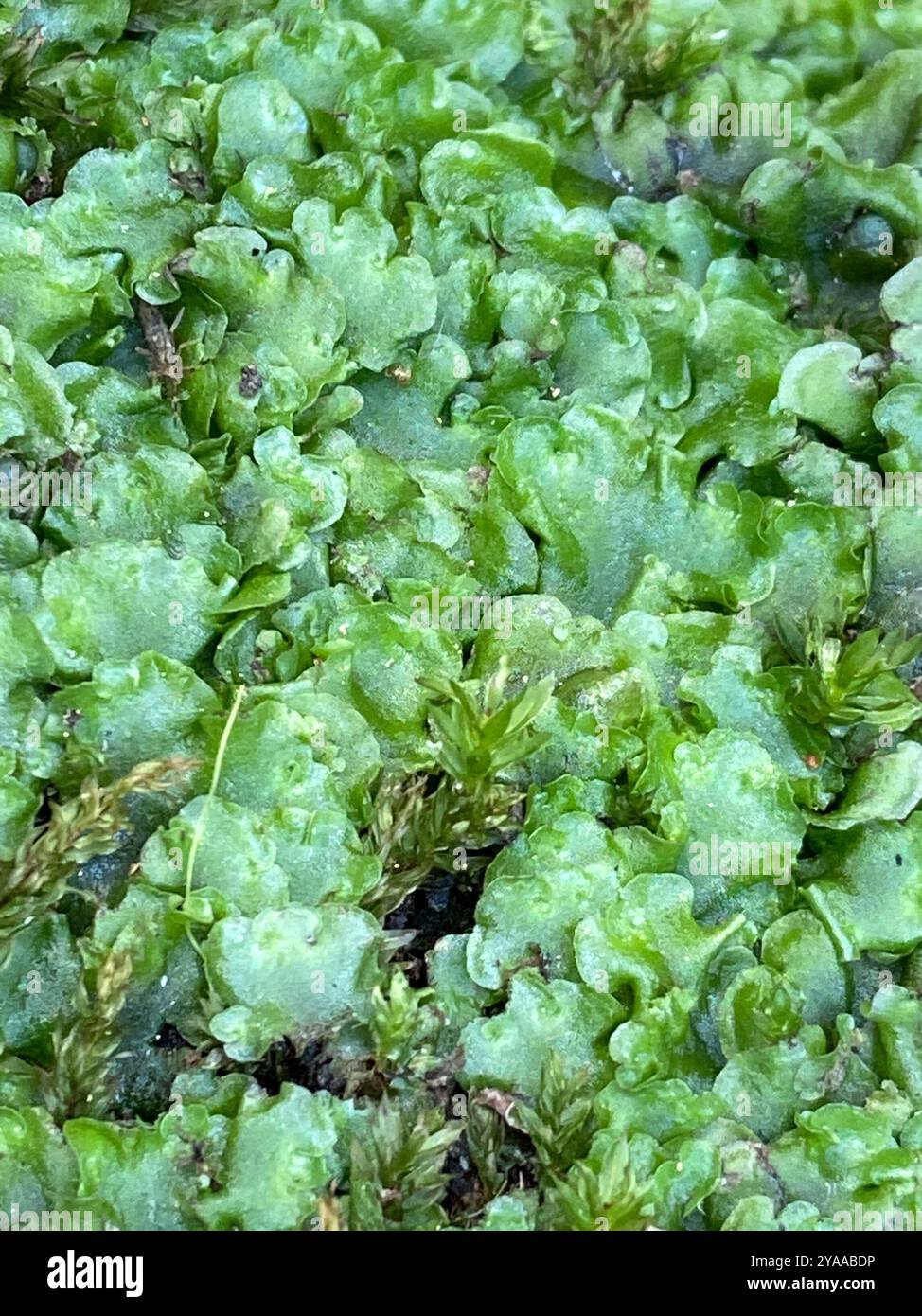 common pellia (Pellia epiphylla) Plantae Stock Photo - Alamy