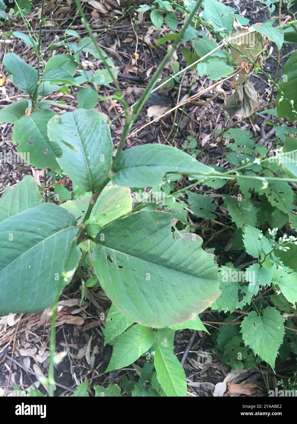 American jumpseed (Persicaria virginiana) Plantae Stock Photo - Alamy