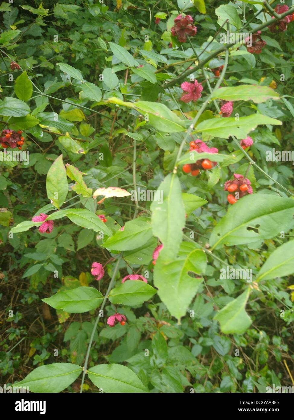 strawberry bush (Euonymus americanus) Plantae Stock Photo - Alamy