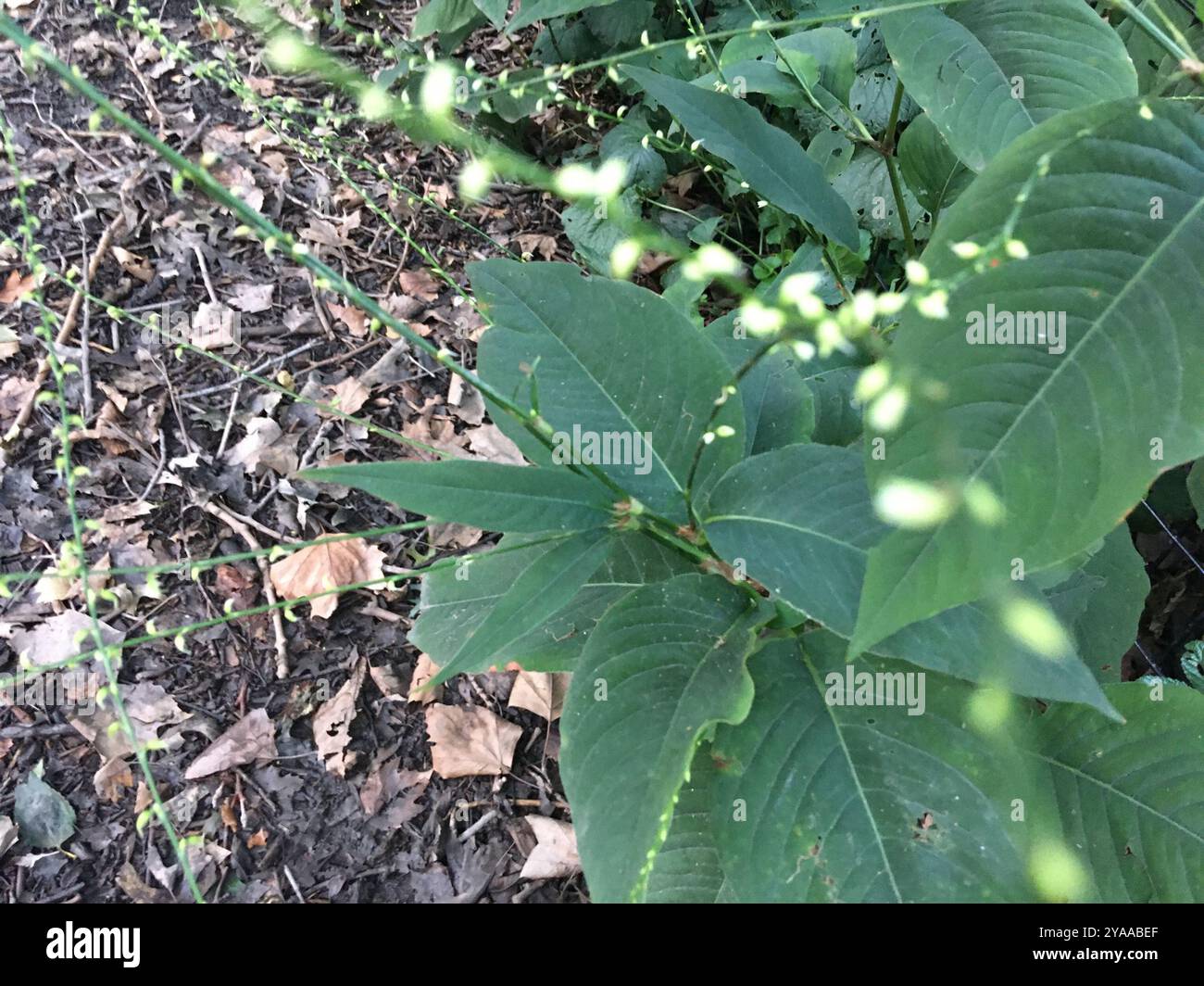 American jumpseed (Persicaria virginiana) Plantae Stock Photo - Alamy