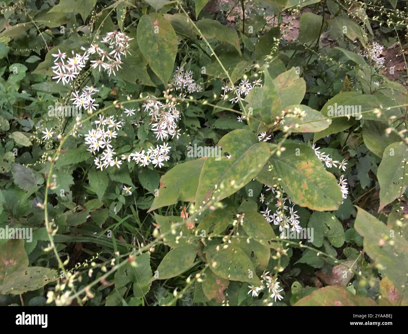 American jumpseed (Persicaria virginiana) Plantae Stock Photo - Alamy