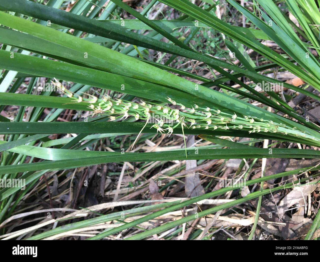 Spiny-headed Mat-rush (Lomandra longifolia) Plantae Stock Photo - Alamy