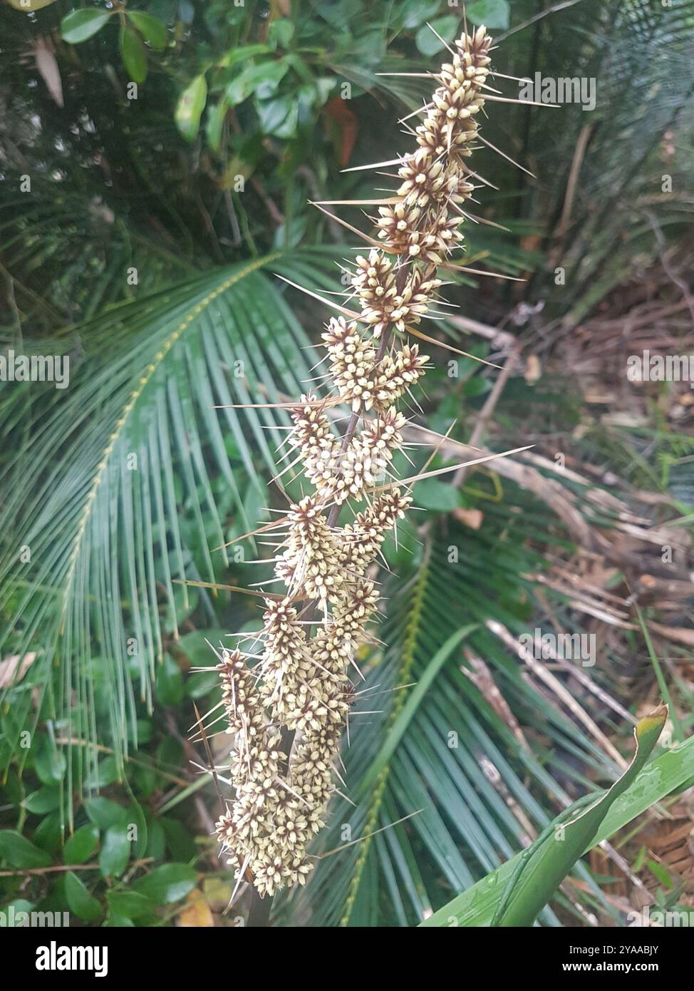 Spiny-headed Mat-rush (Lomandra longifolia) Plantae Stock Photo - Alamy