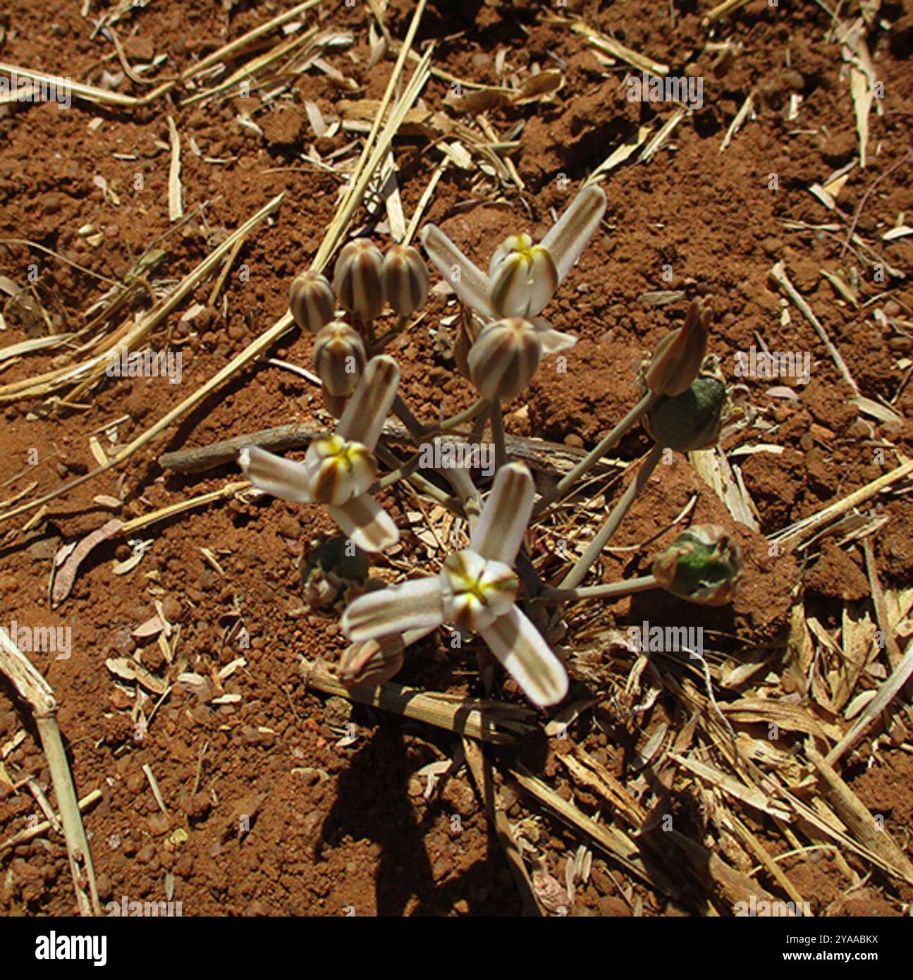 Thick Slime-lily (Albuca setosa) Plantae Stock Photo - Alamy