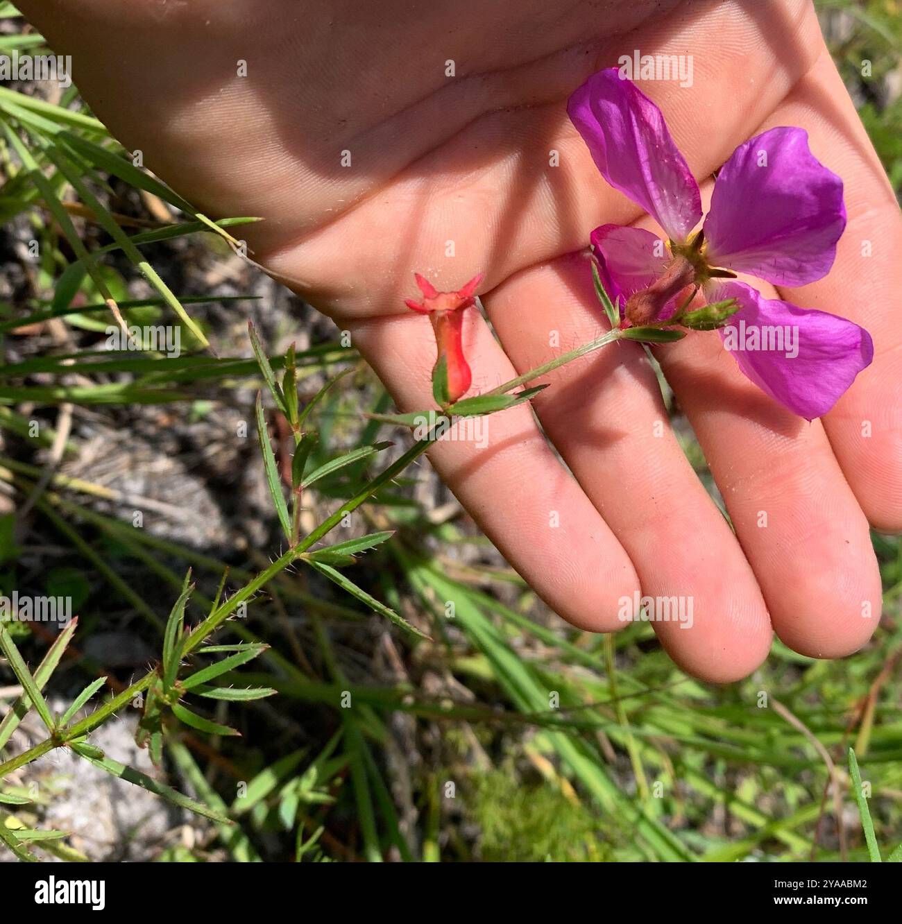 West Indian meadowbeauty (Rhexia cubensis) Plantae Stock Photo - Alamy