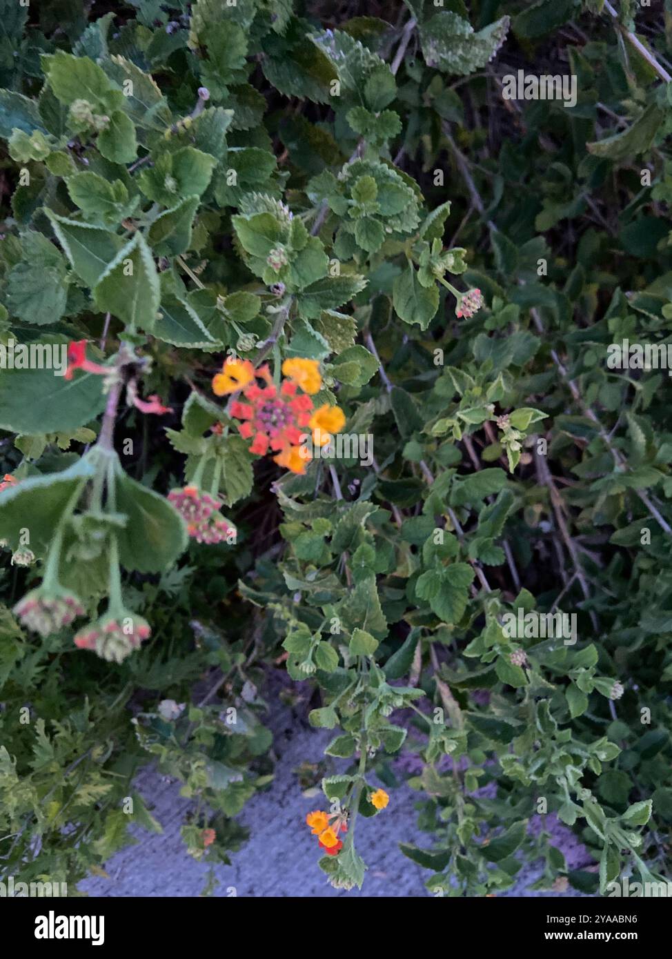 Texas lantana (Lantana urticoides) Plantae Stock Photo - Alamy