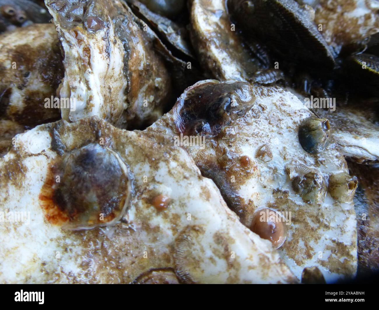 Eastern Oyster (Crassostrea virginica) Mollusca Stock Photo - Alamy