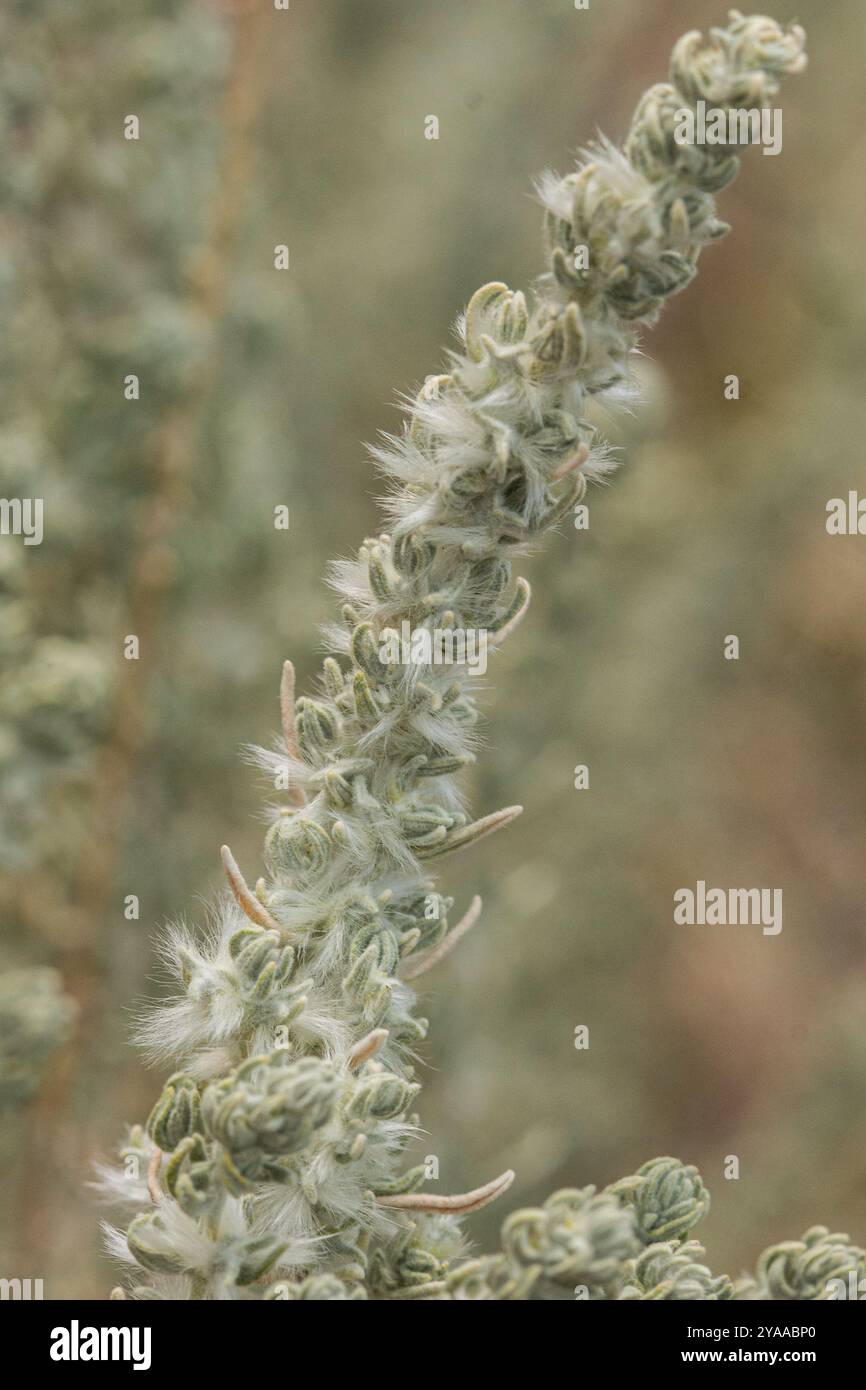 Winterfat (Krascheninnikovia lanata) Plantae Stock Photo - Alamy