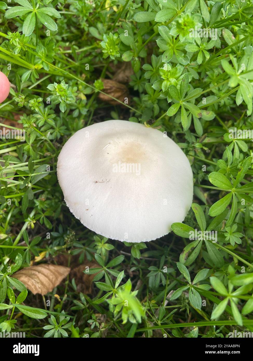 White Dapperling (Leucoagaricus leucothites) Fungi Stock Photo - Alamy
