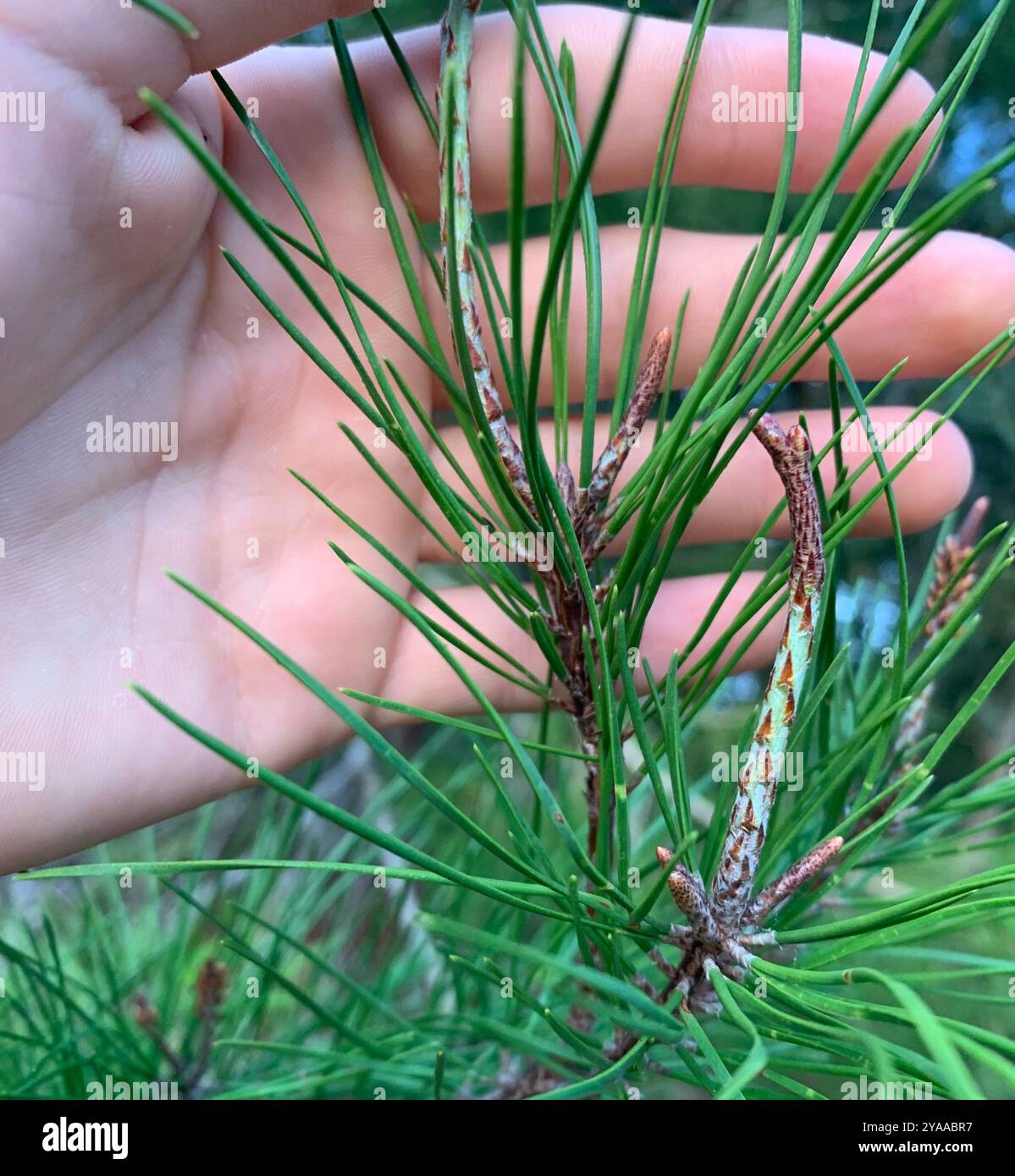 sand pine (Pinus clausa) Plantae Stock Photo - Alamy