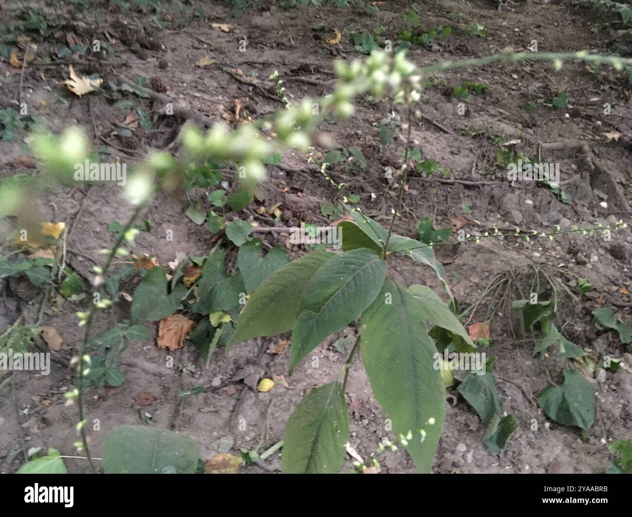American jumpseed (Persicaria virginiana) Plantae Stock Photo - Alamy
