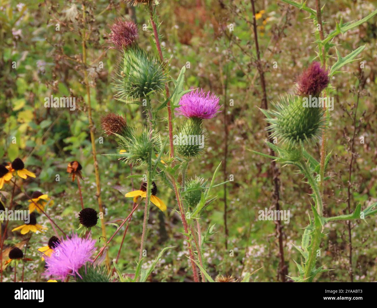 Bull Thistle (Cirsium vulgare) Plantae Stock Photo - Alamy