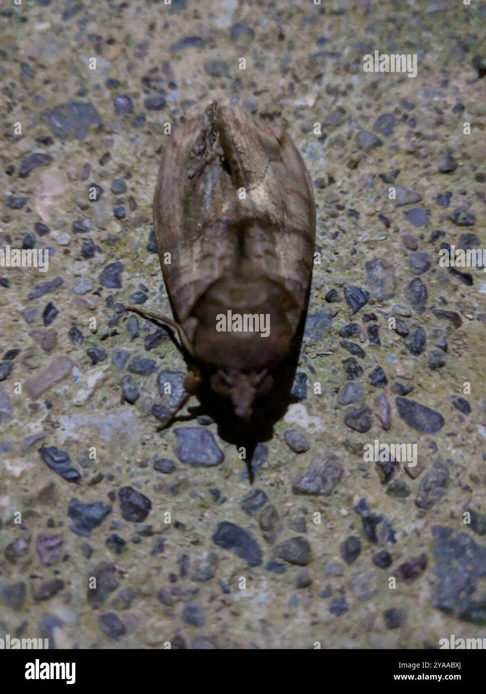 Owlet Moths and Allies (Noctuoidea) Insecta Stock Photo - Alamy