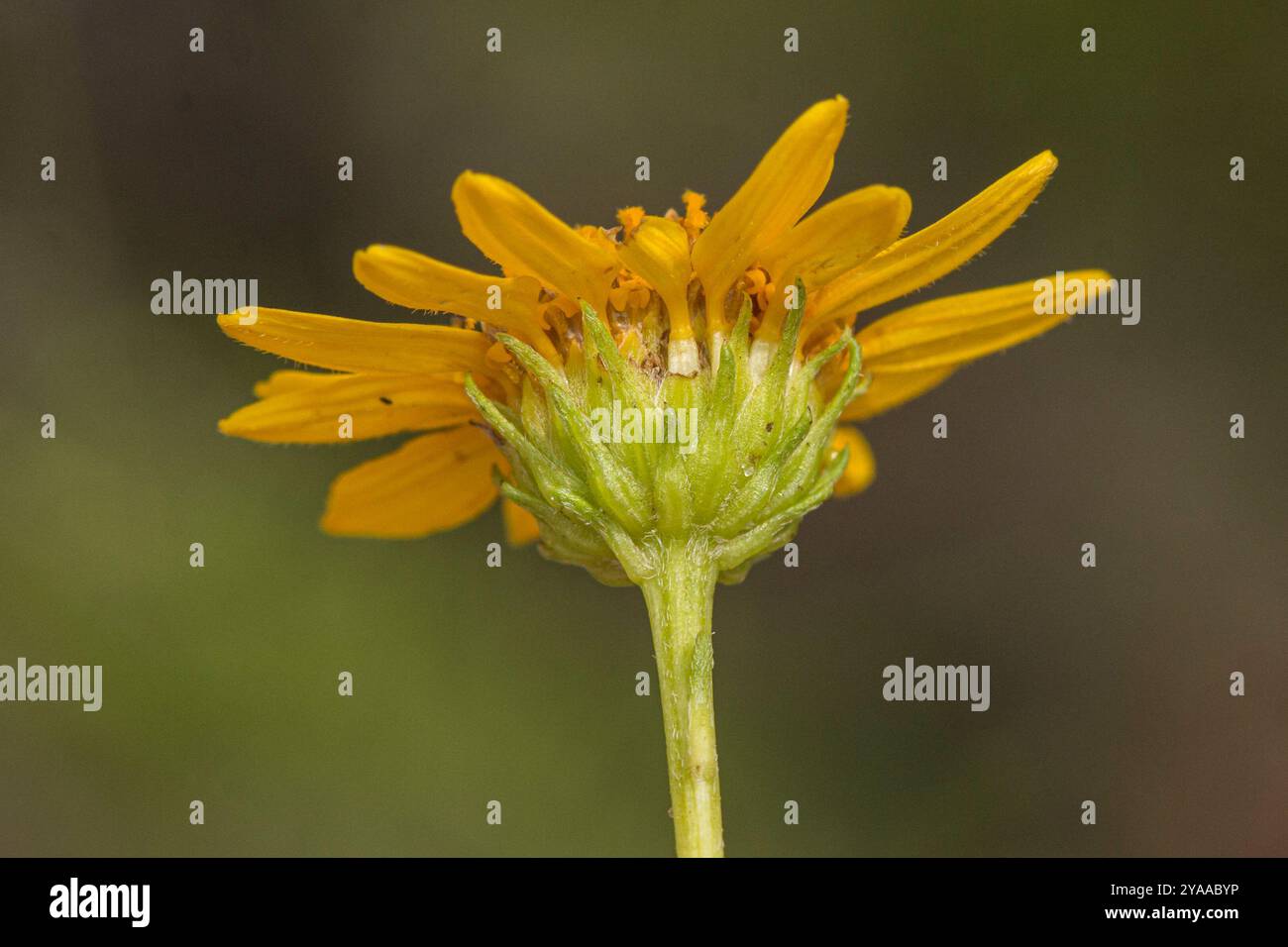 Skeletonleaf Goldeneye (Sidneya tenuifolia) Plantae Stock Photo - Alamy