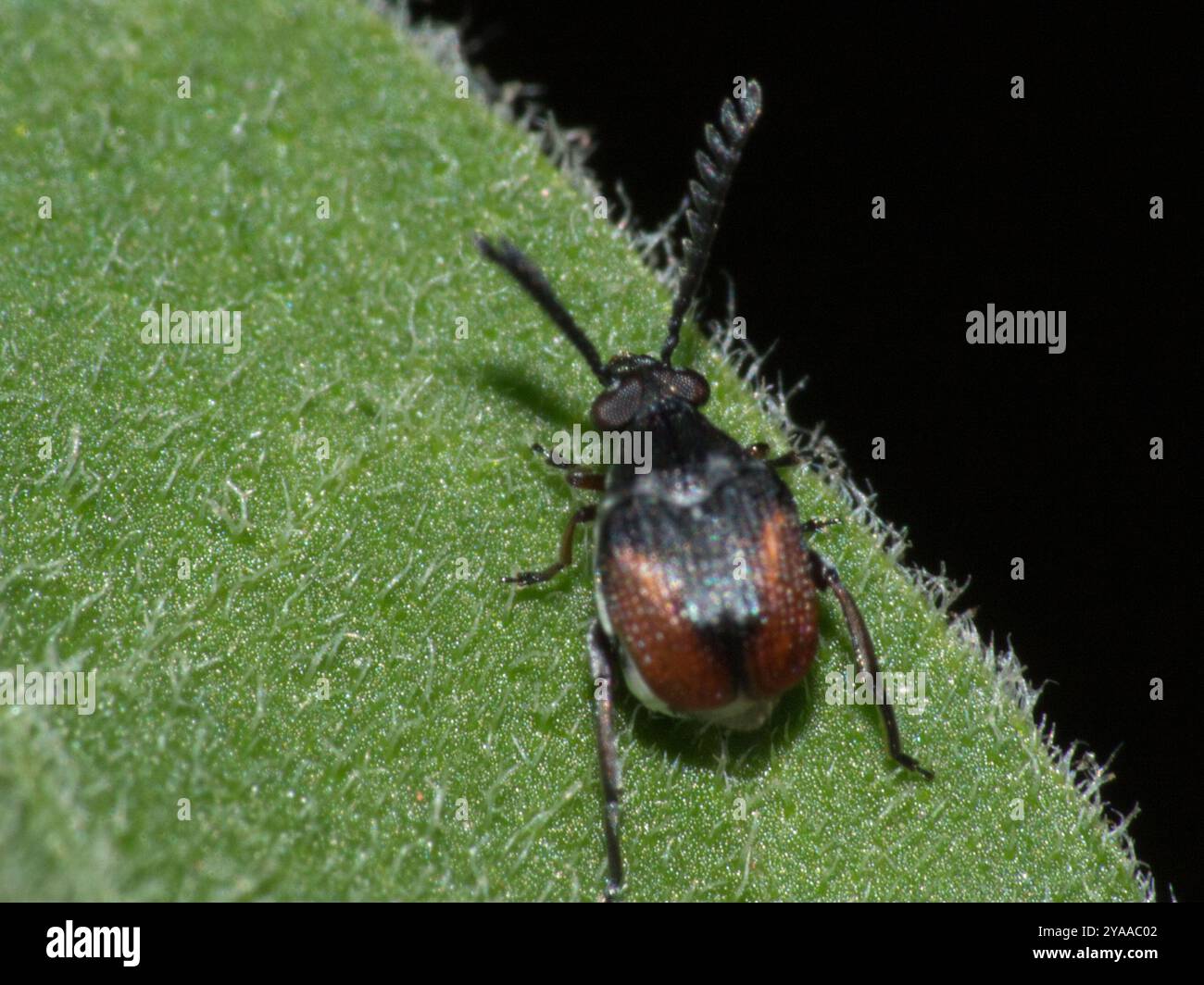 Large-horned Bruchids (Megacerus) Insecta Stock Photo - Alamy