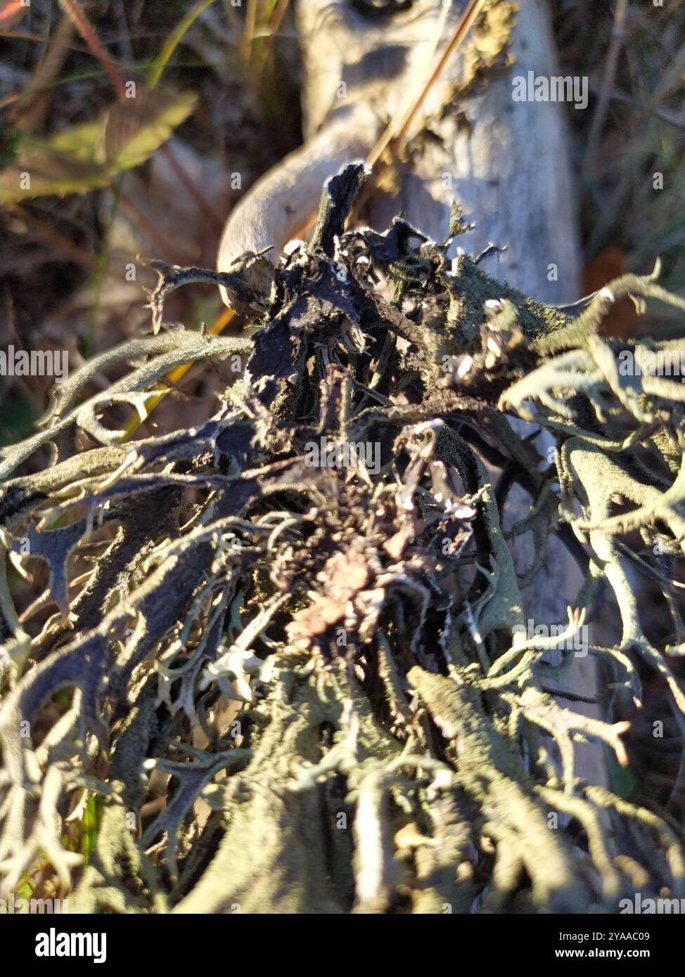 tree moss (Pseudevernia furfuracea) Fungi Stock Photo - Alamy