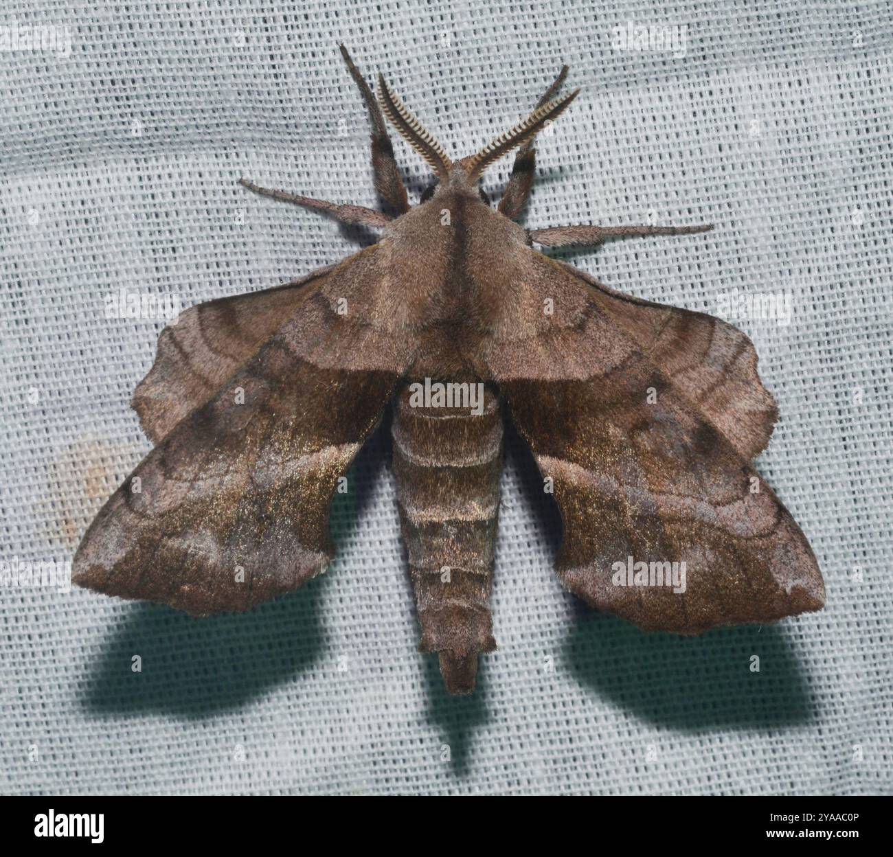 Walnut Sphinx (Amorpha juglandis) Insecta Stock Photo - Alamy