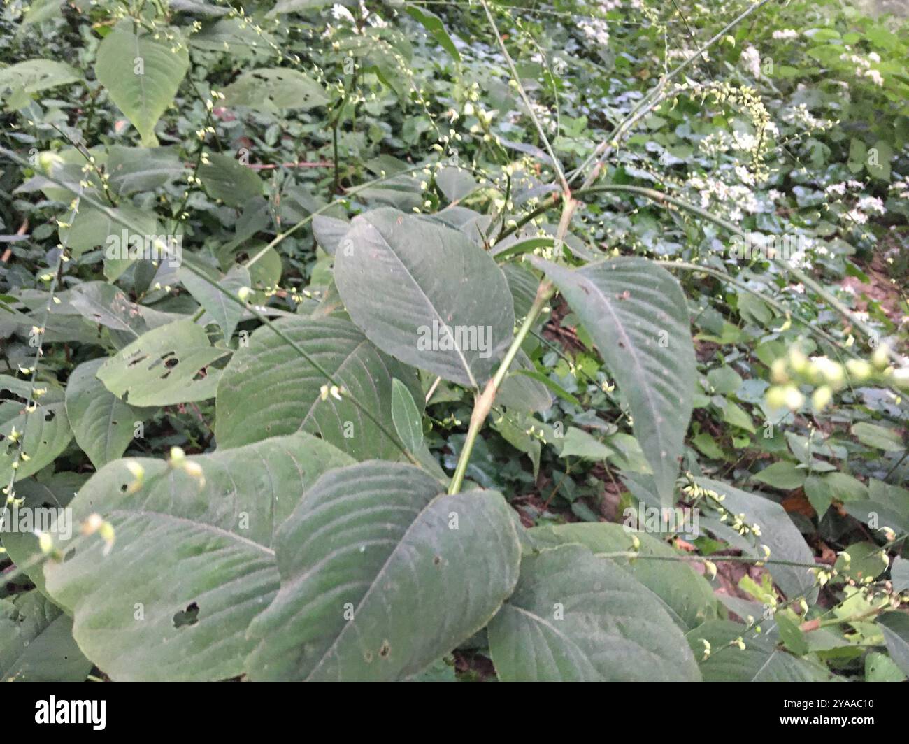 American jumpseed (Persicaria virginiana) Plantae Stock Photo - Alamy