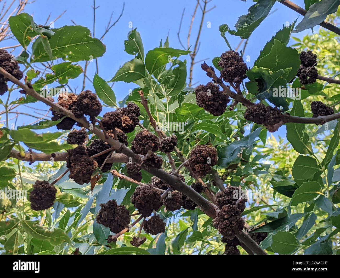 Ash Flower Gall Mite (Aceria fraxiniflora) Arachnida Stock Photo - Alamy