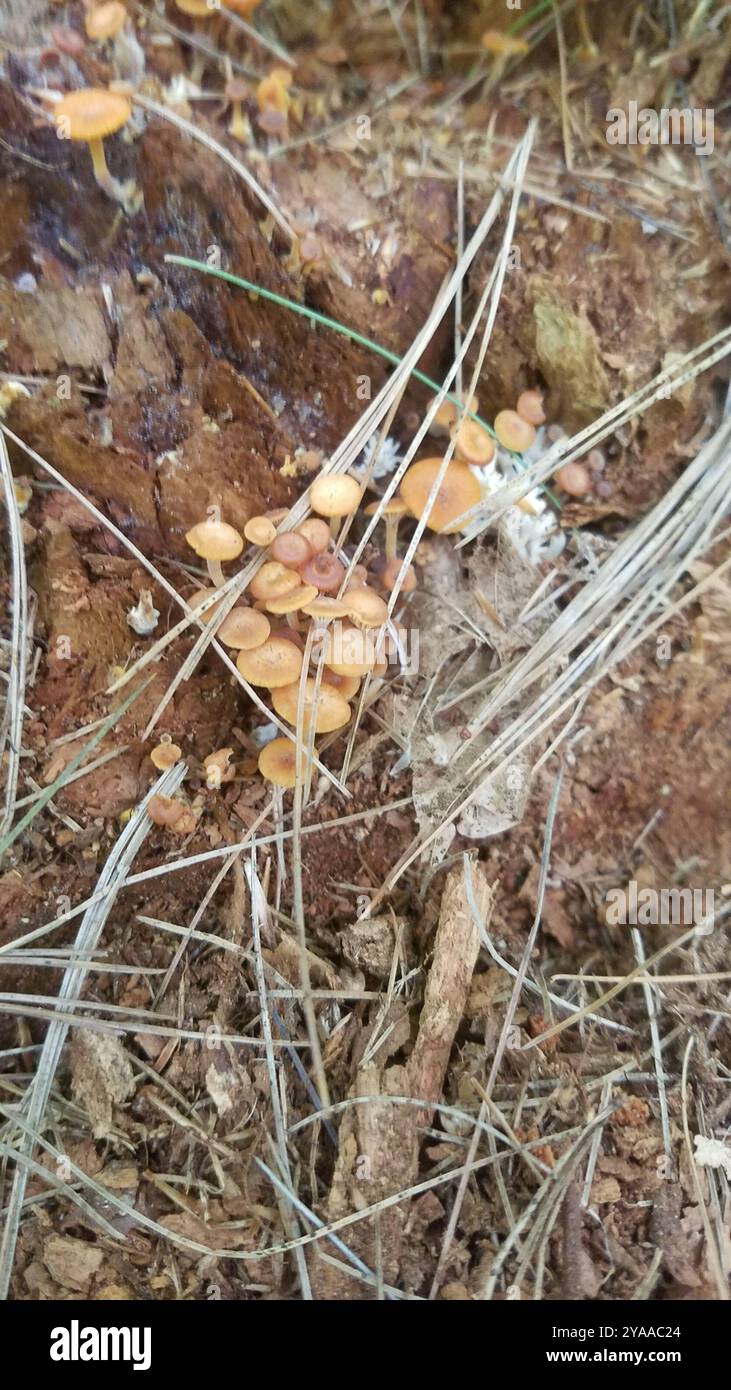 Pinewood Gingertail (Xeromphalina campanella) Fungi Stock Photo - Alamy