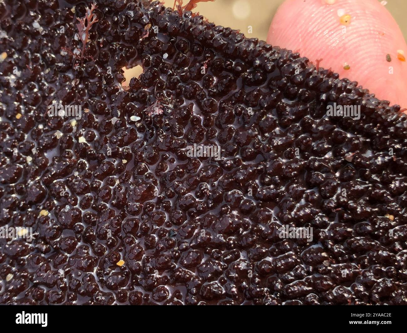 Turkish Towel (Chondracanthus exasperatus) Plantae Stock Photo - Alamy