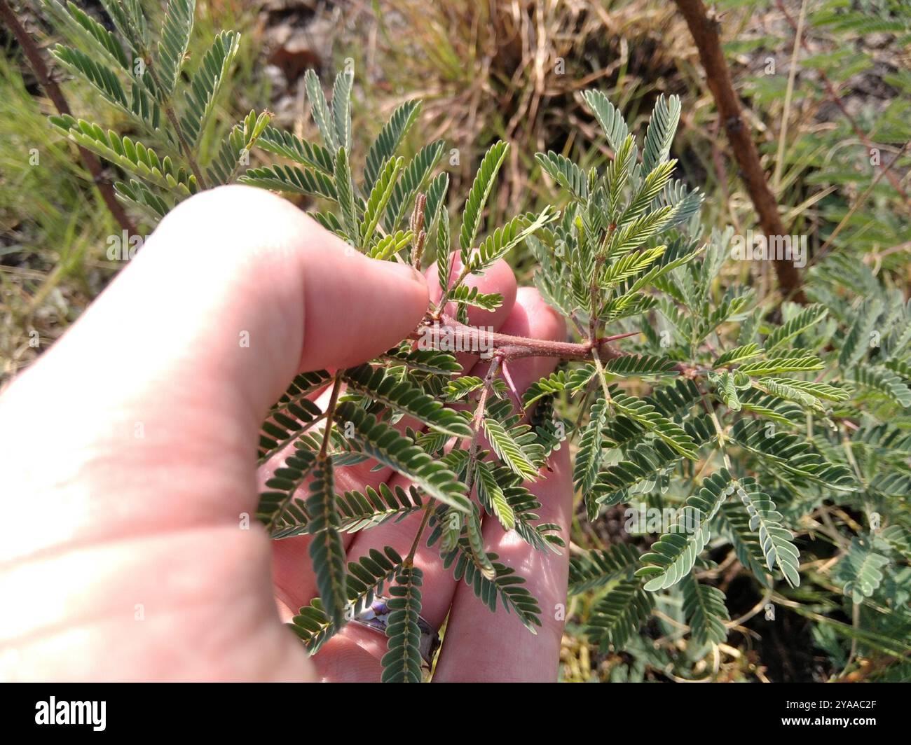 thorn trees (Vachellia) Plantae Stock Photo - Alamy