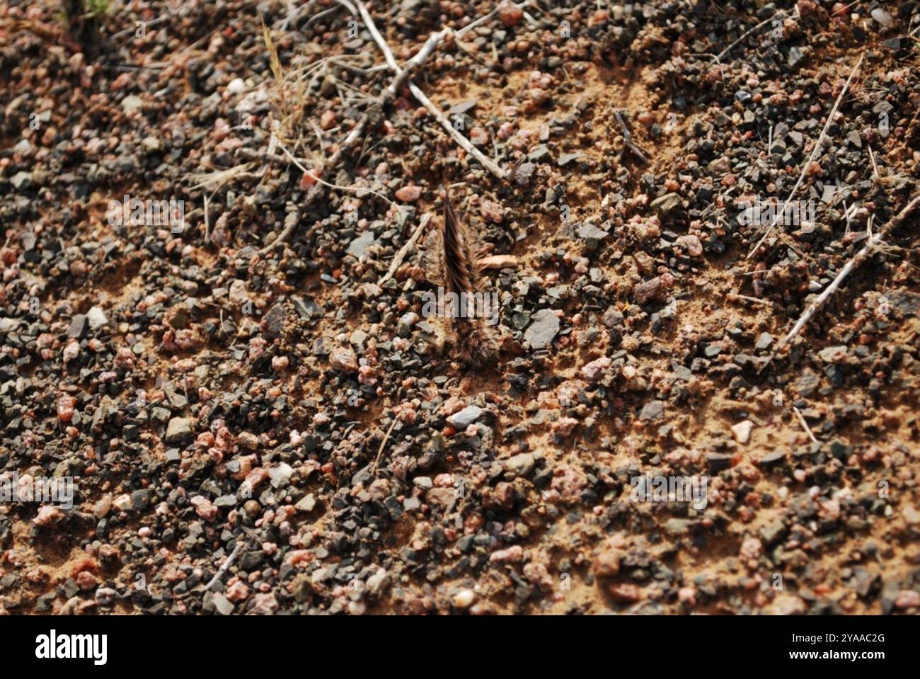 Monkey Moths (Eupterotidae) Insecta Stock Photo - Alamy