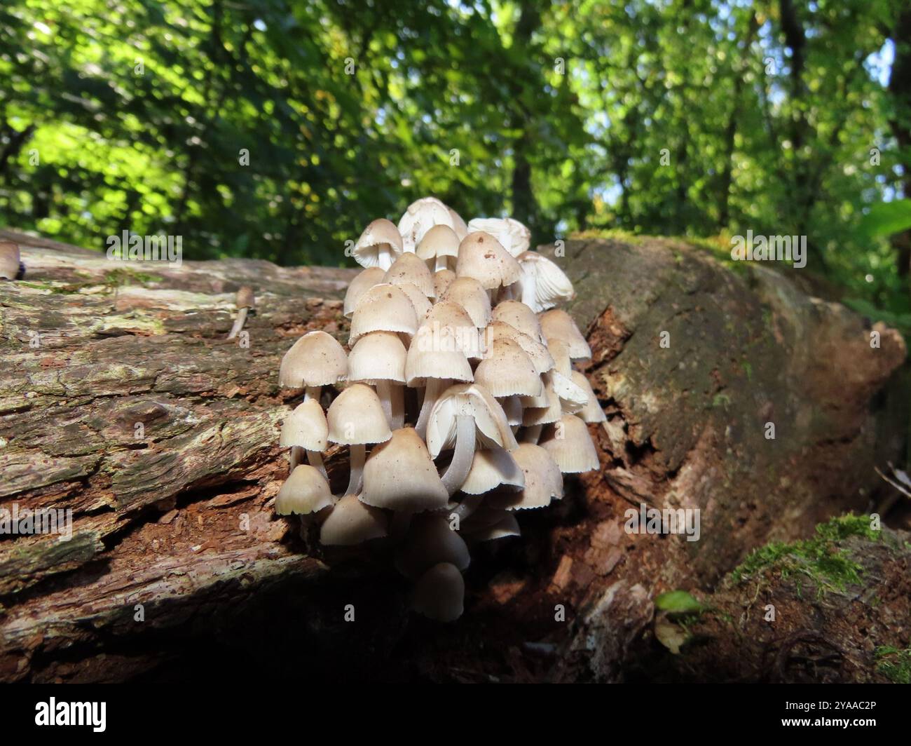 clustered bonnet (Mycena inclinata) Fungi Stock Photo - Alamy