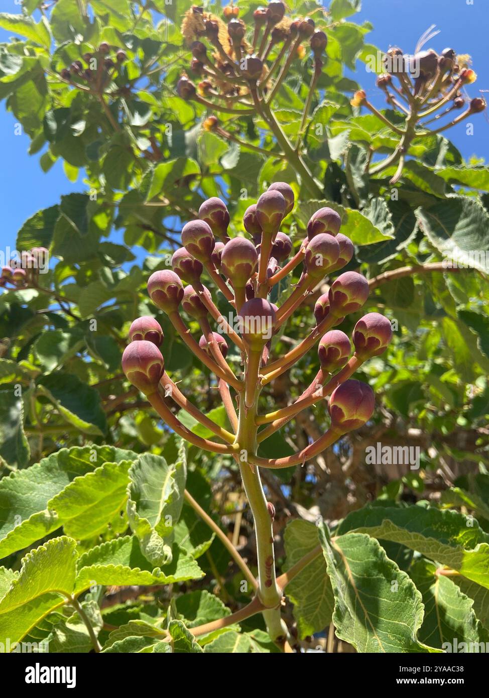 Pekea Nut (Caryocar brasiliense) Plantae Stock Photo - Alamy