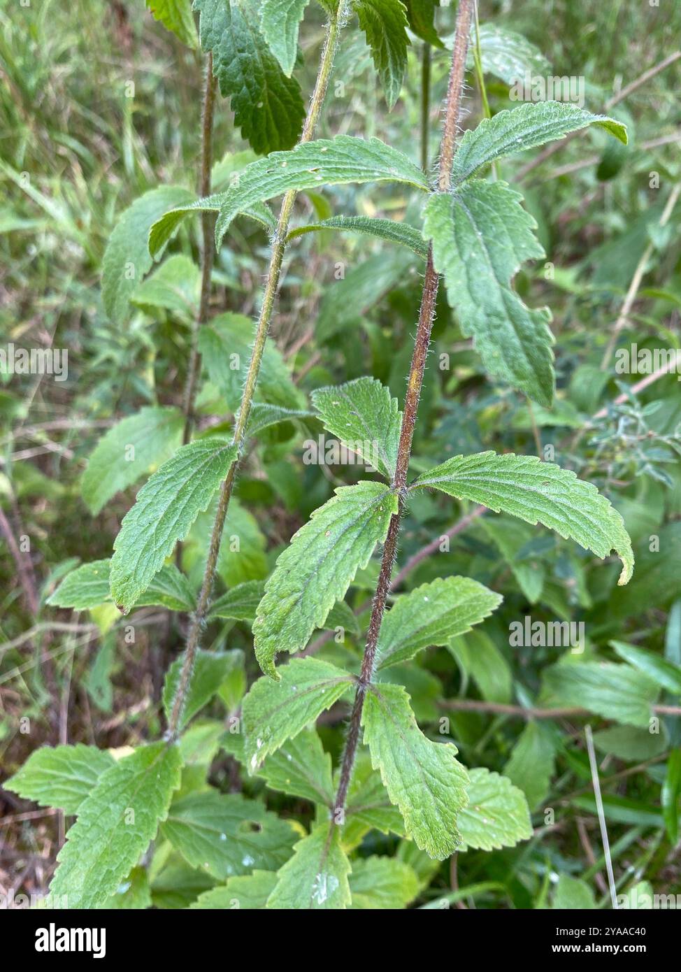white boneset (Eupatorium album) Plantae Stock Photo - Alamy