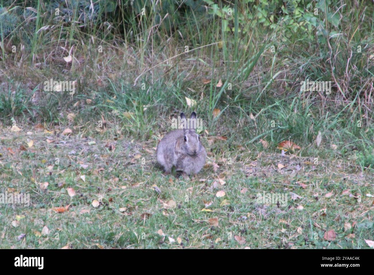 Domestic Rabbit (Oryctolagus cuniculus domesticus) Mammalia Stock Photo ...