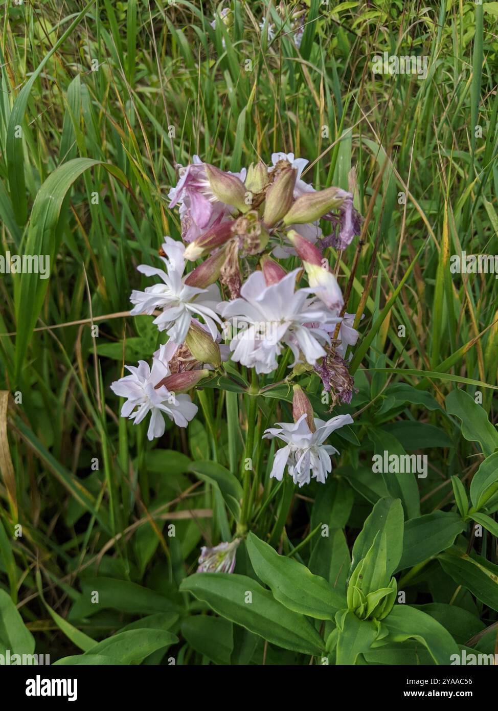 common soapwort (Saponaria officinalis) Plantae Stock Photo - Alamy