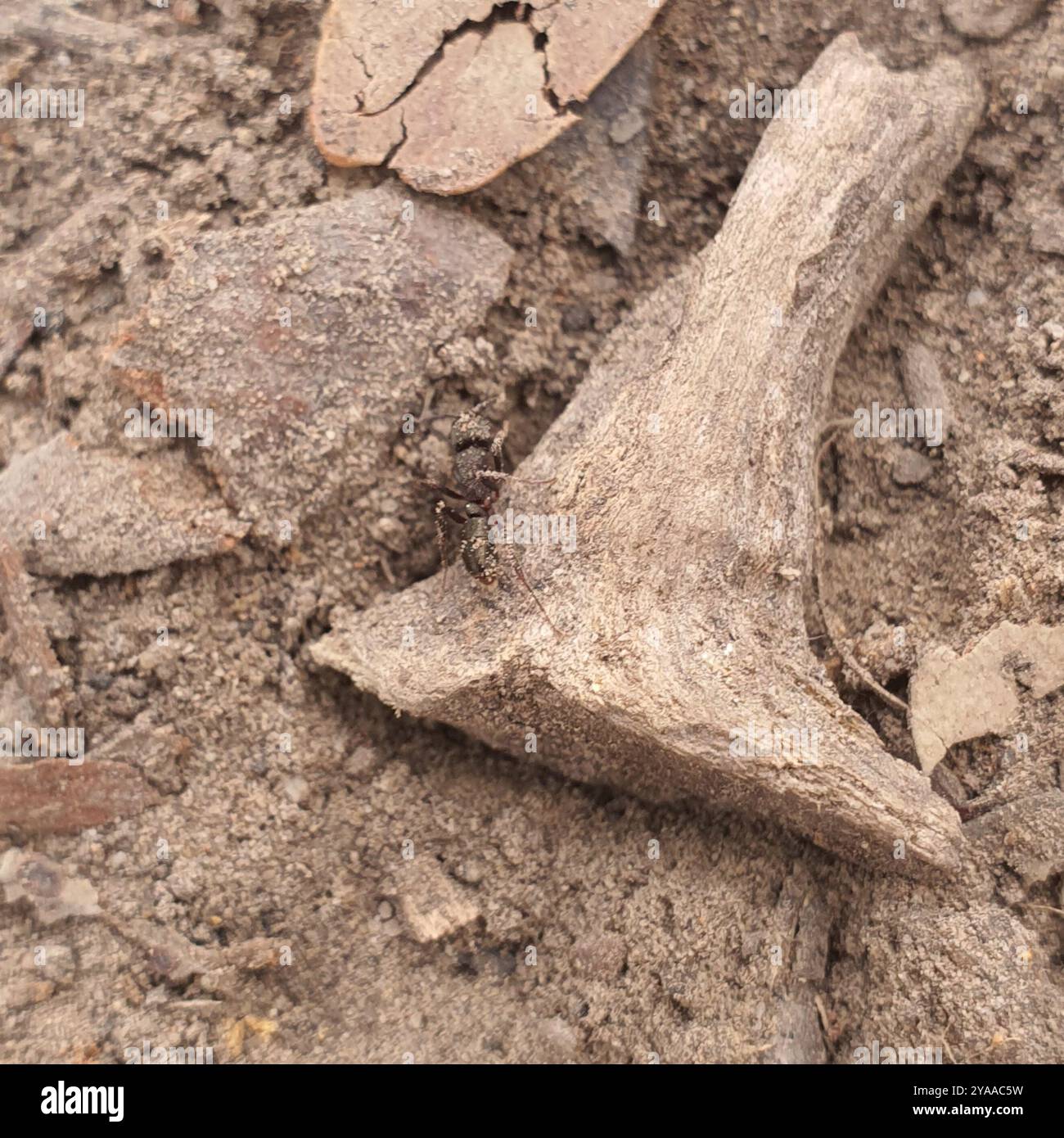 Pony Ants (Rhytidoponera) Insecta Stock Photo - Alamy
