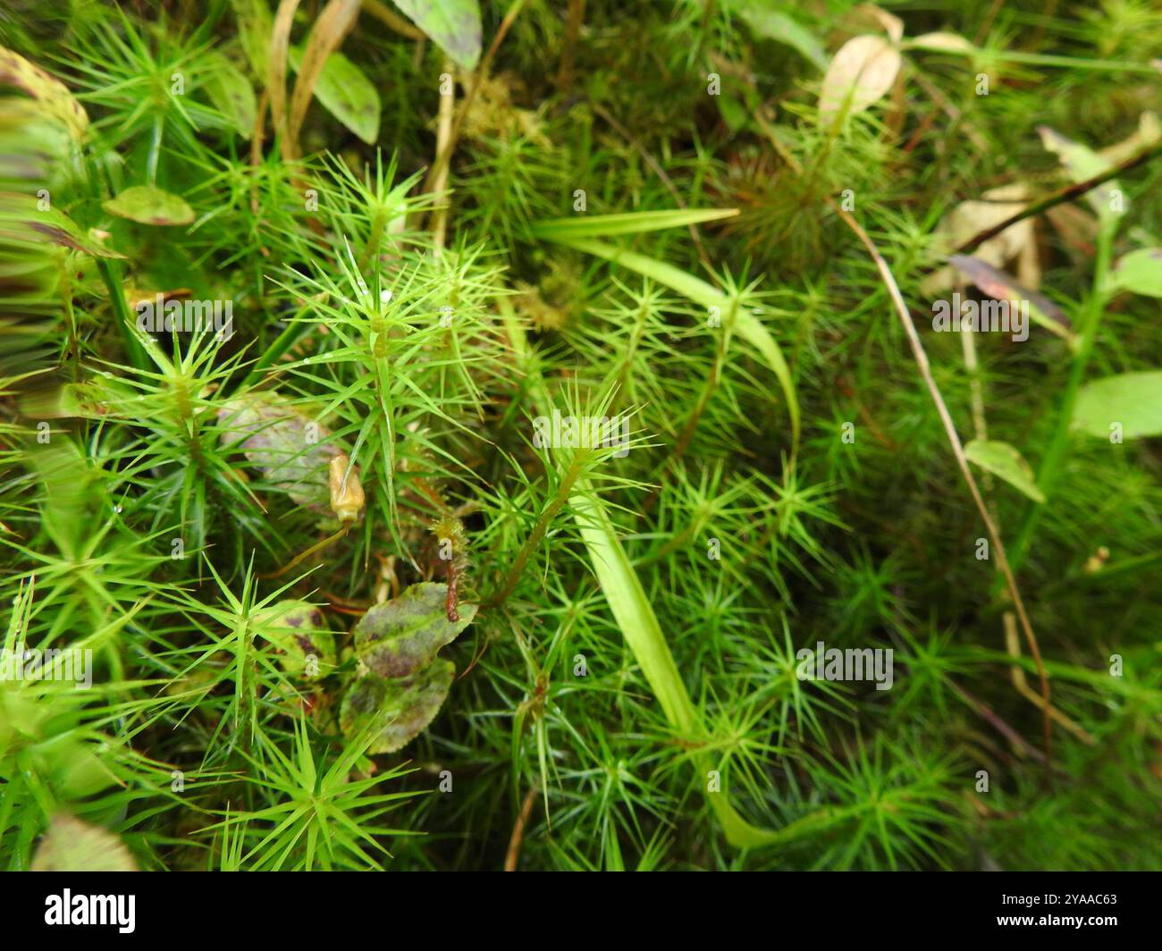Common Haircap Moss (Polytrichum commune) Plantae Stock Photo - Alamy