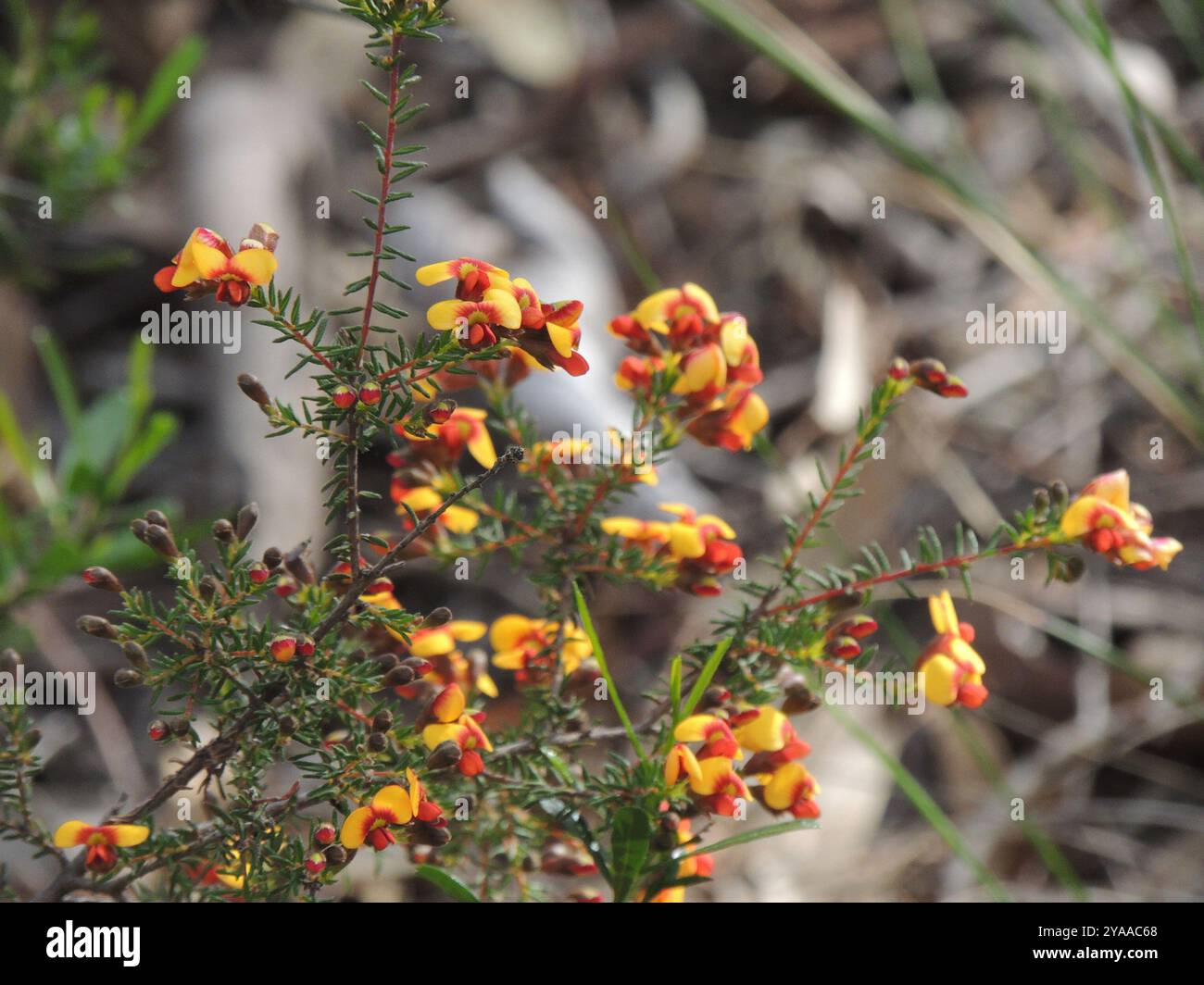 small-leaf parrot-pea (Dillwynia phylicoides) Plantae Stock Photo - Alamy
