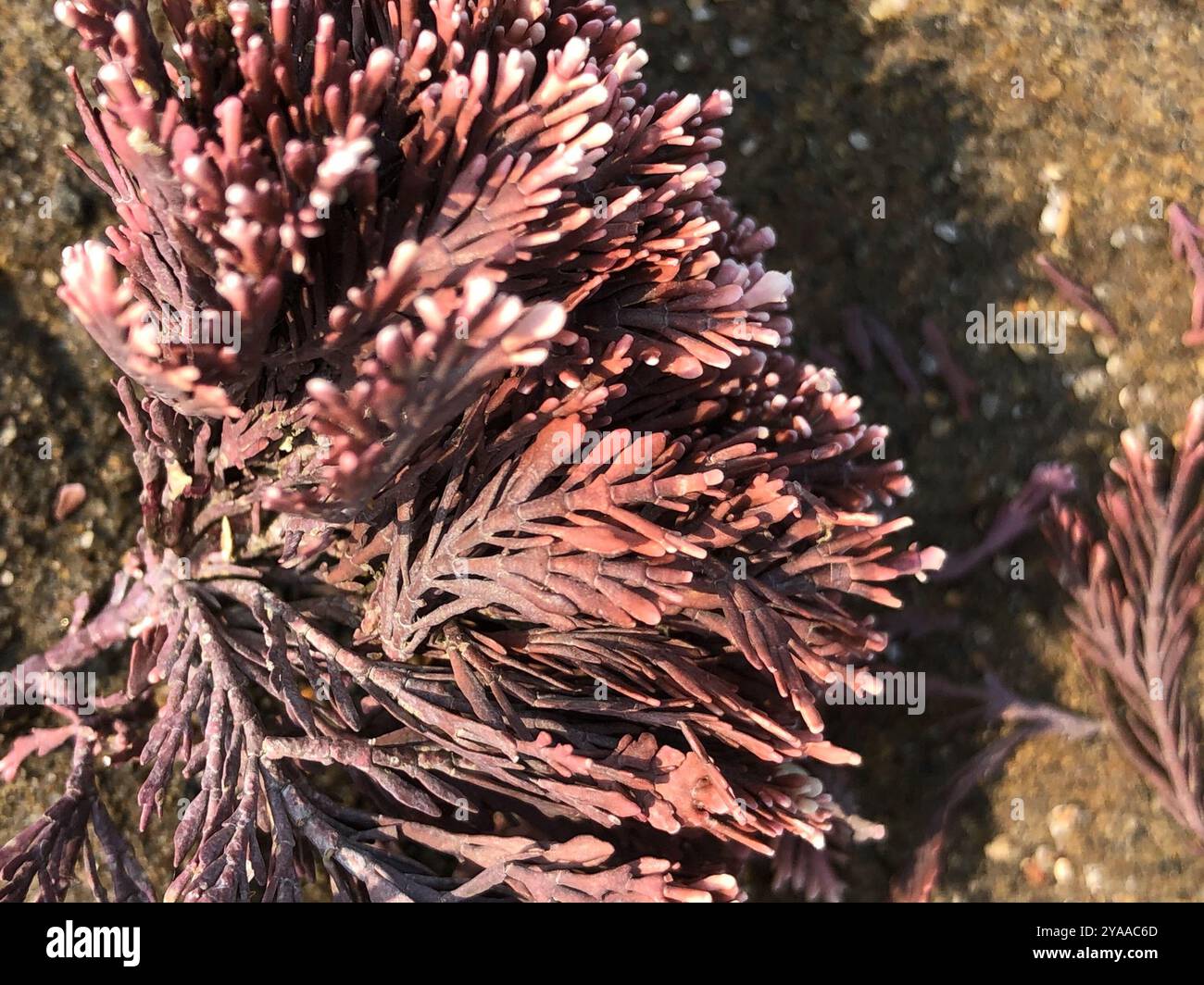 Common Coralline (Corallina officinalis) Plantae Stock Photo - Alamy