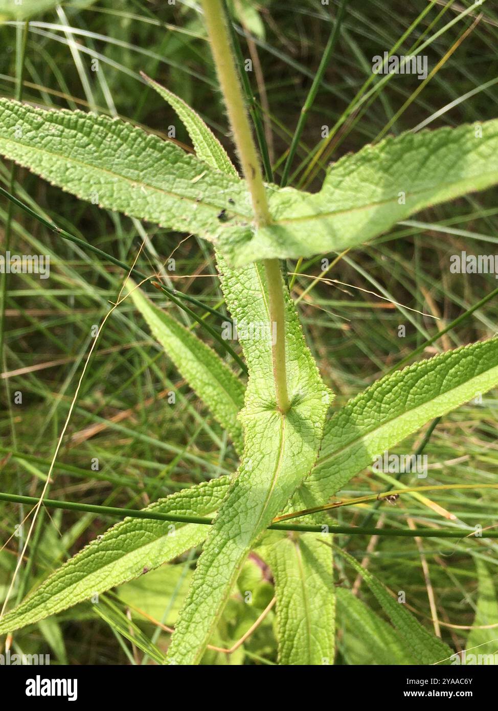 common boneset (Eupatorium perfoliatum) Plantae Stock Photo - Alamy