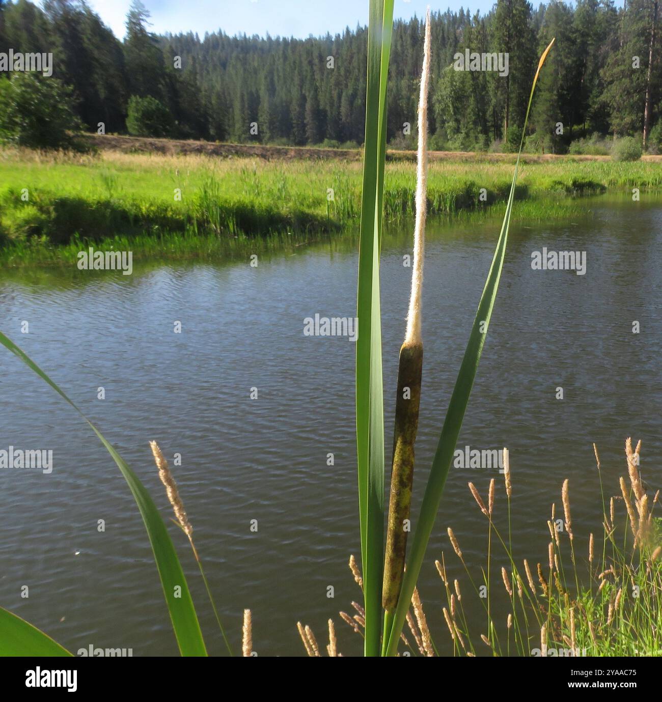 Cattails (Typha) Plantae Stock Photo - Alamy