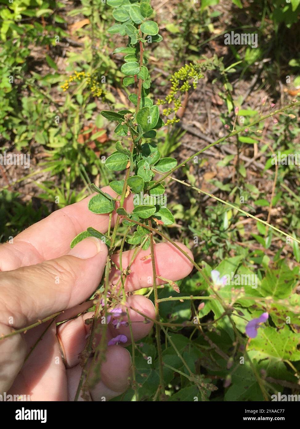 ticktrefoils (Desmodium) Plantae Stock Photo - Alamy