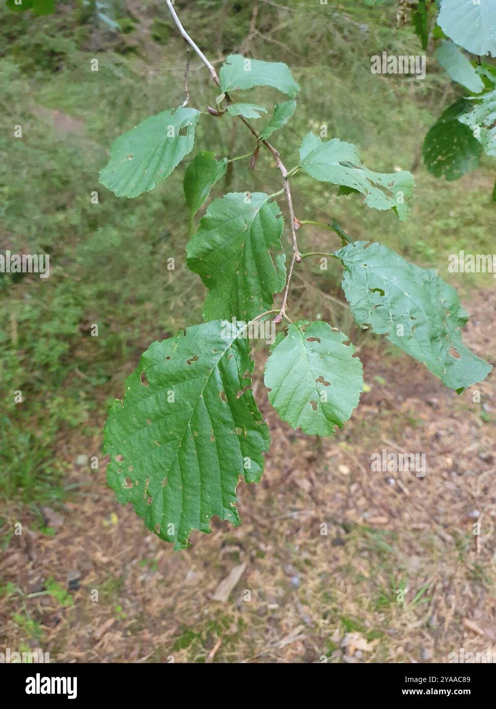 grey alder (Alnus incana) Plantae Stock Photo - Alamy