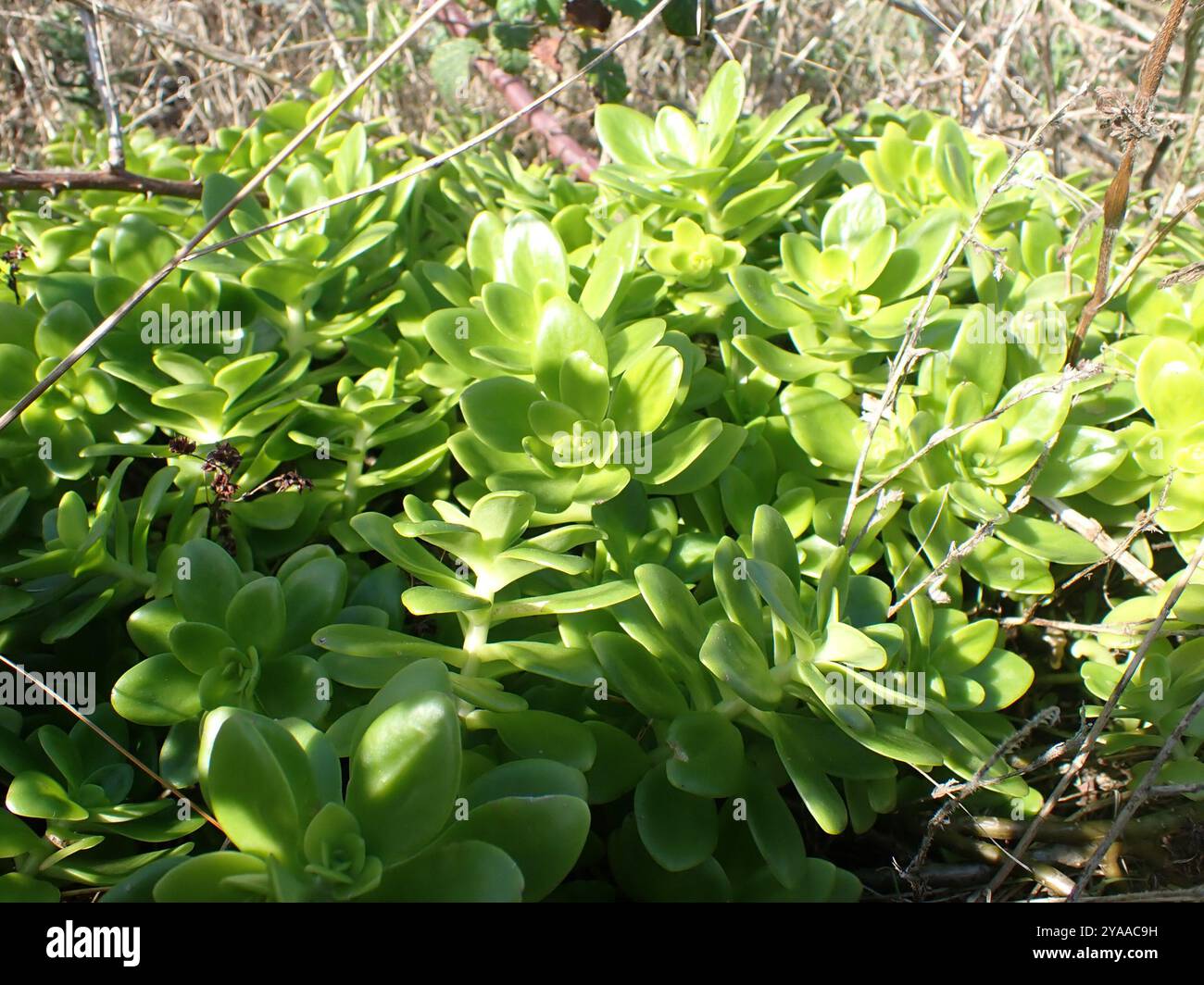 Lesser Mexican-stonecrop (Sedum confusum) Plantae Stock Photo - Alamy