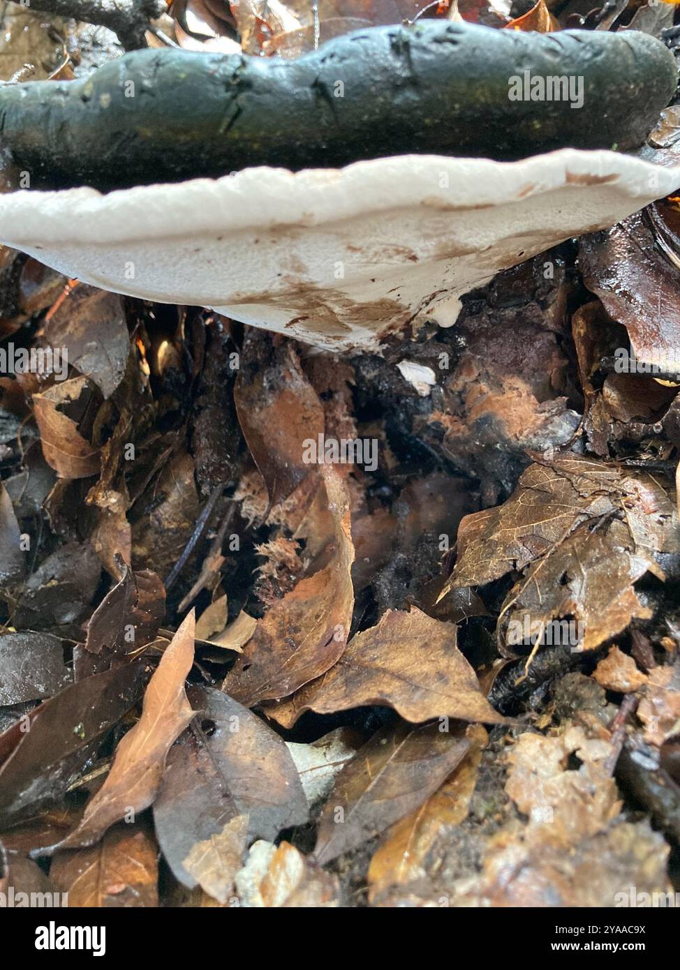 artist's bracket (Ganoderma applanatum) Fungi Stock Photo - Alamy