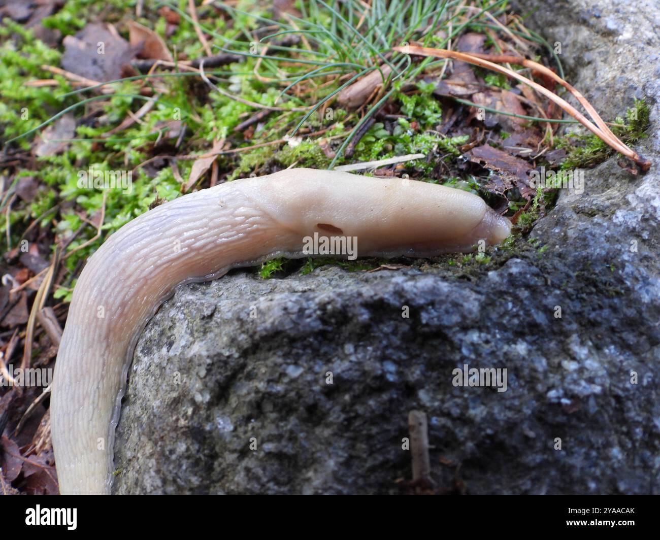 Ash-black Slug (Limax cinereoniger) Mollusca Stock Photo - Alamy