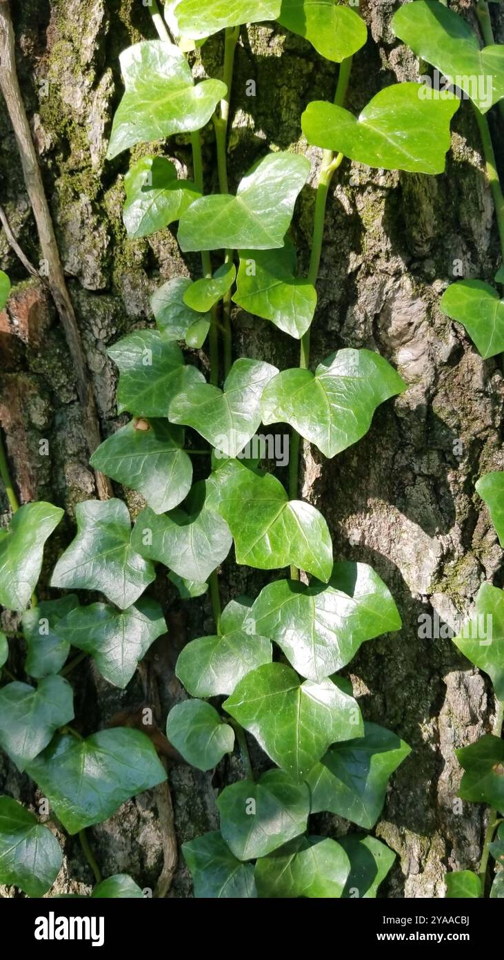 common ivy (Hedera helix) Plantae Stock Photo - Alamy