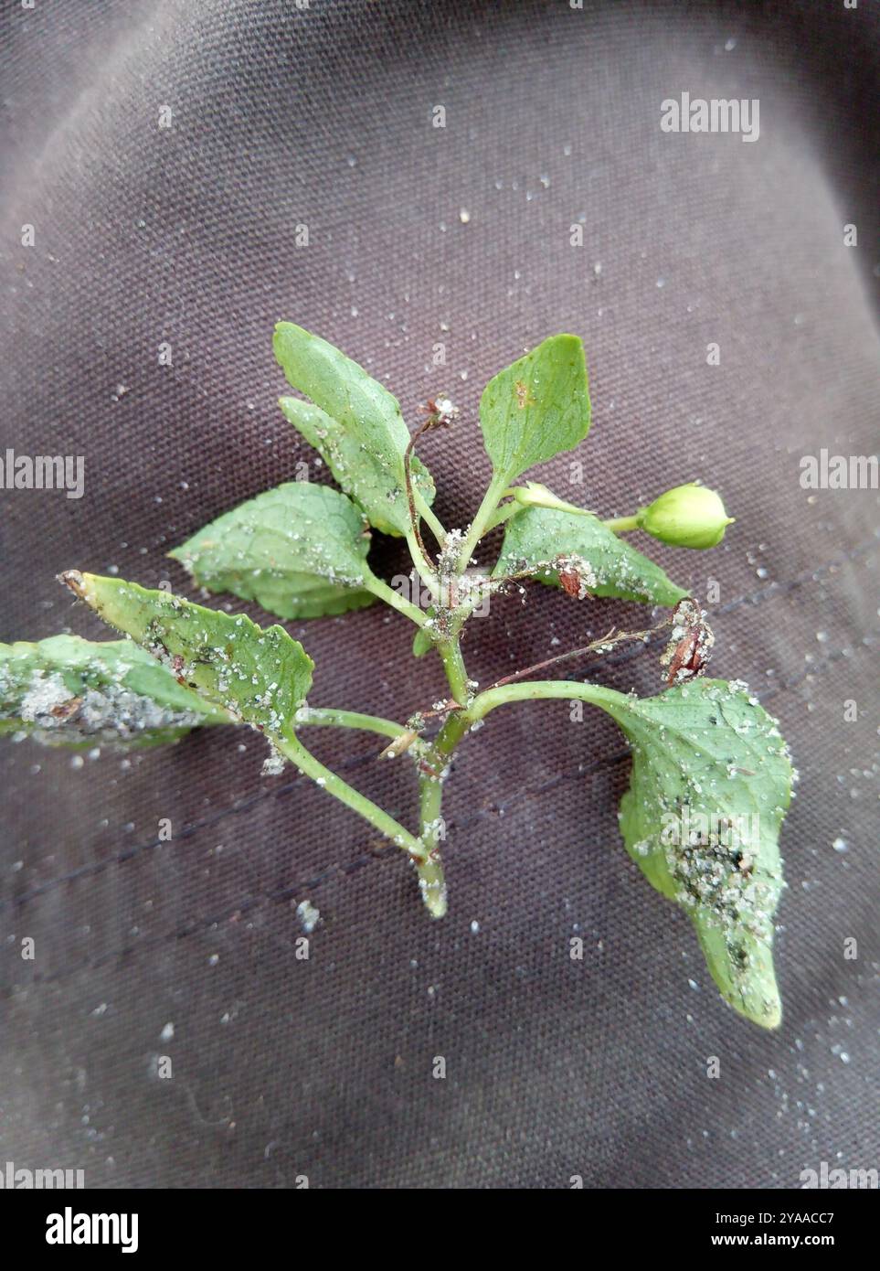 Heath Dog-Violet (Viola canina) Plantae Stock Photo - Alamy
