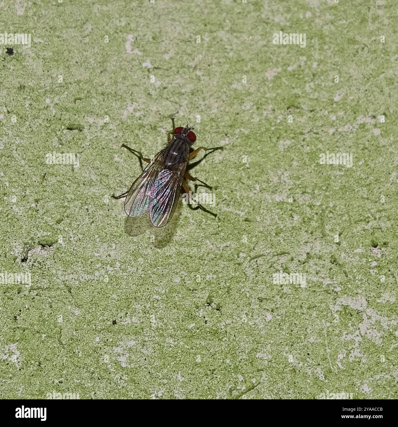 Muscoid Flies (Muscoidea) Insecta Stock Photo - Alamy