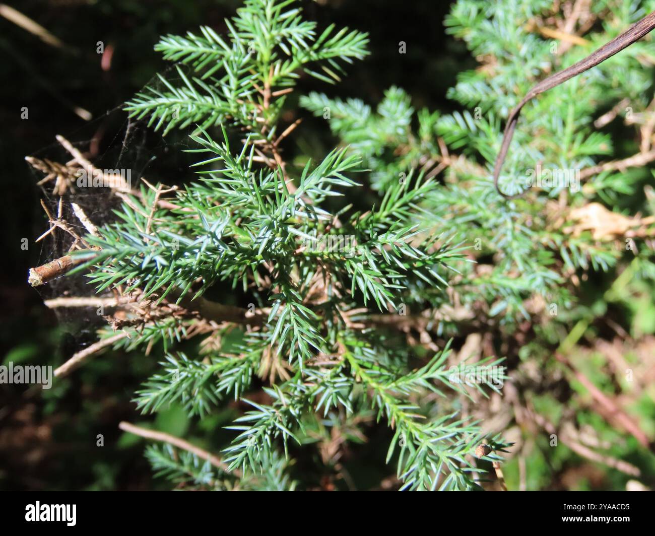 eastern redcedar (Juniperus virginiana) Plantae Stock Photo - Alamy